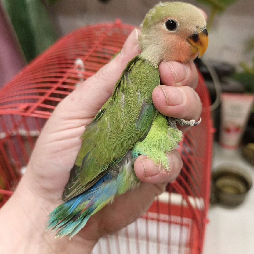 Попугай неразлучники