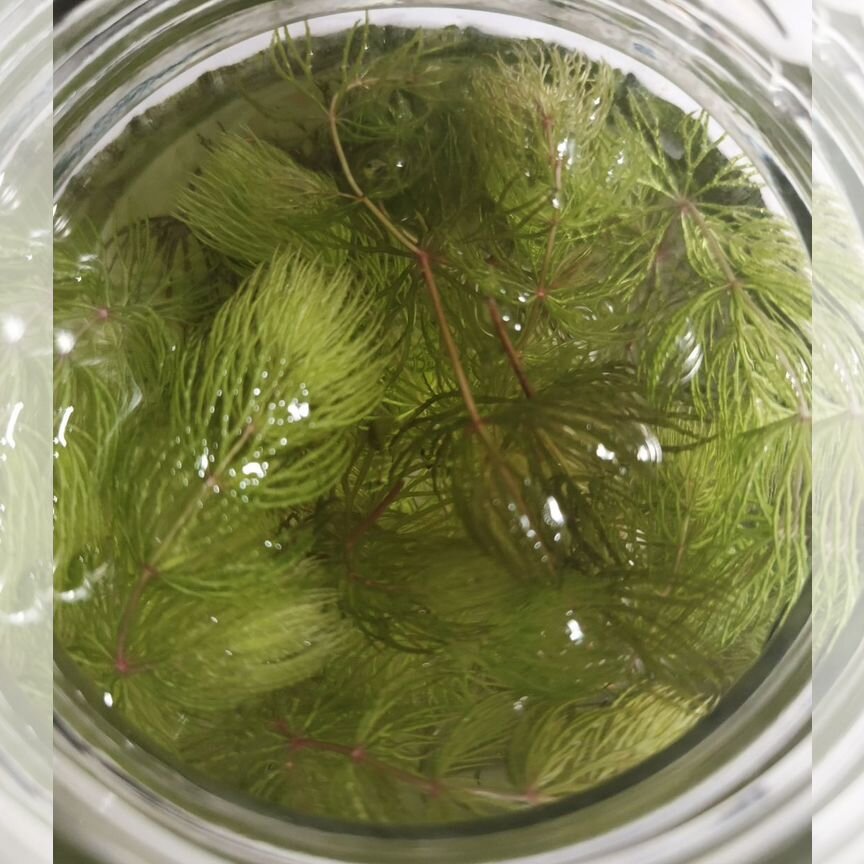 Роголистник