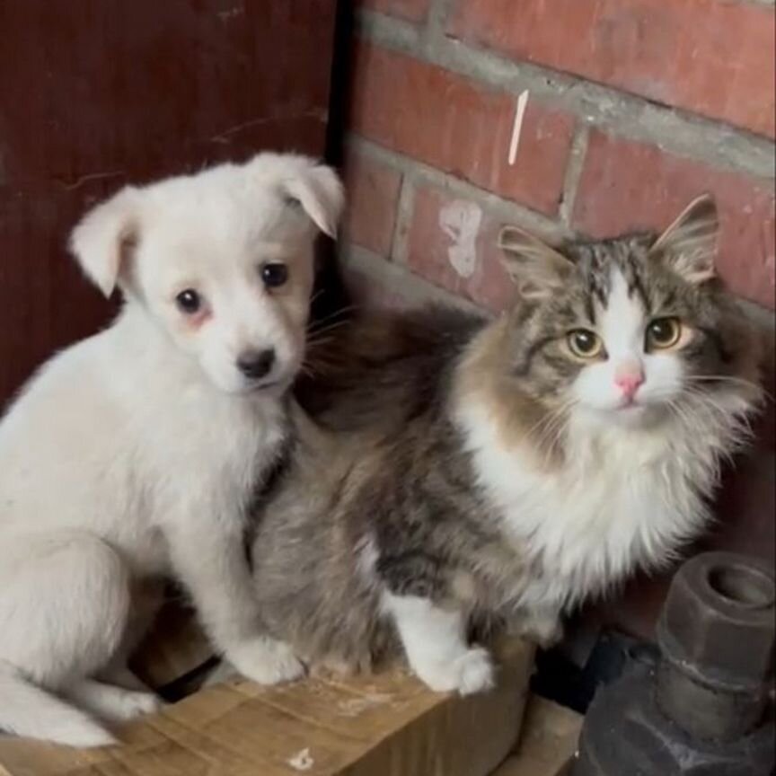 Котята и щенята в добрые руки