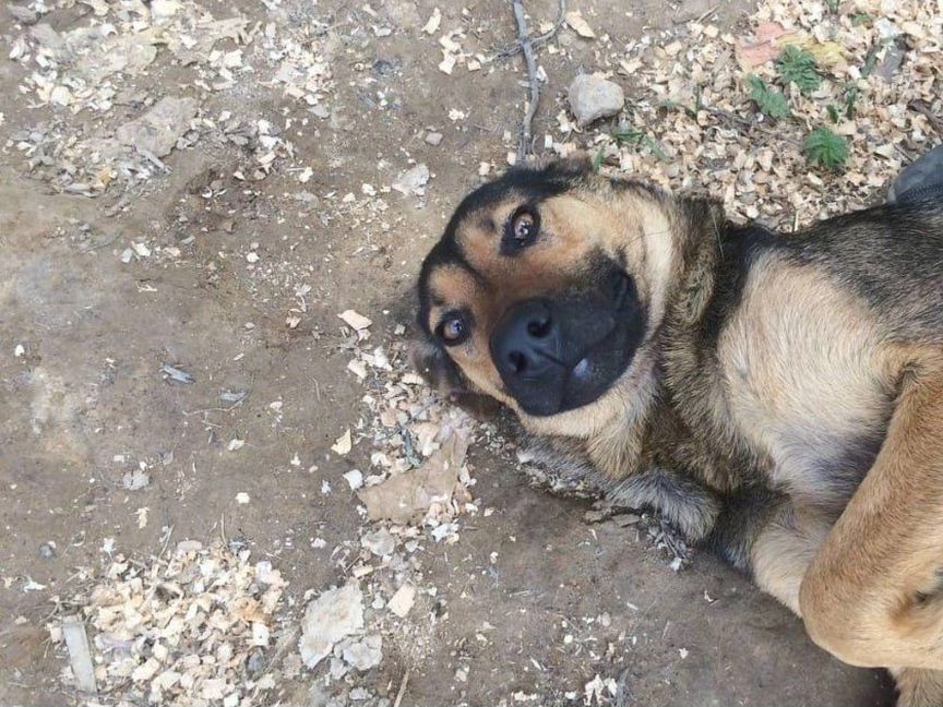 Собака в добрые руки