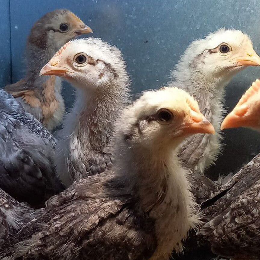 Цыплята Борковская барвистая. Петушки