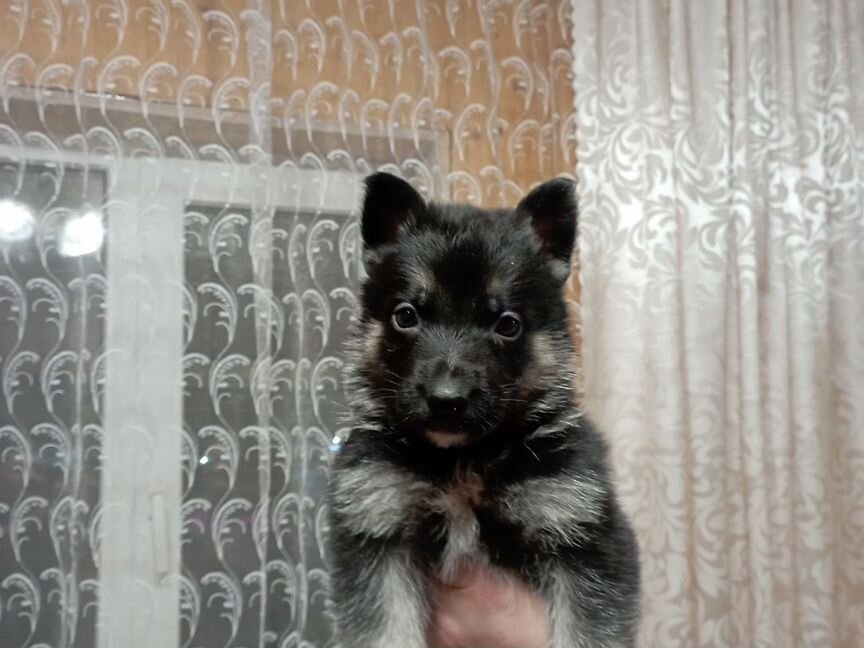 Восточноевропейская овчарка