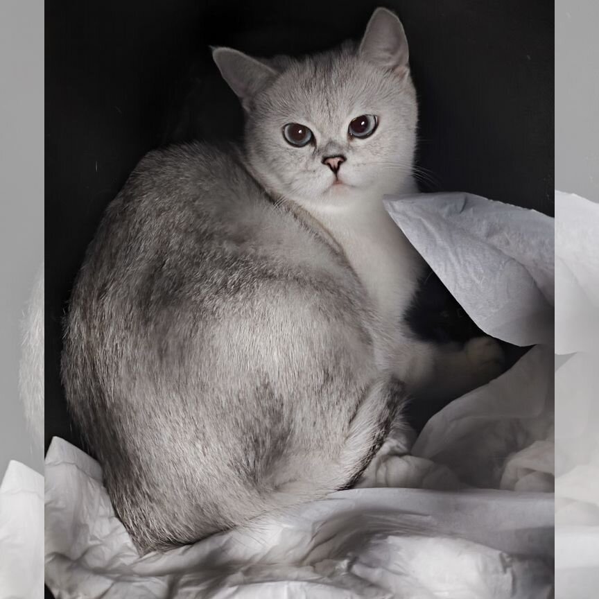 Серебристая шиншилла