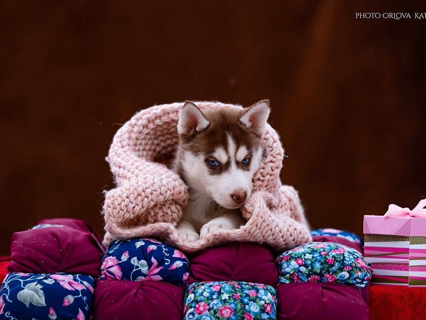 Щенки хаски