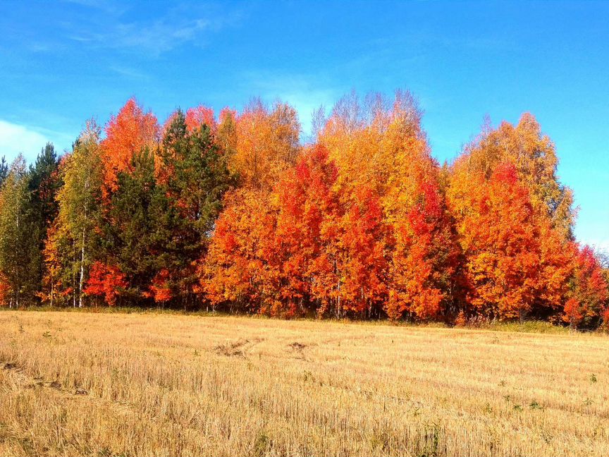 Корм для сельскохозяйственных животных
