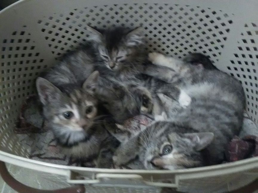 Котята