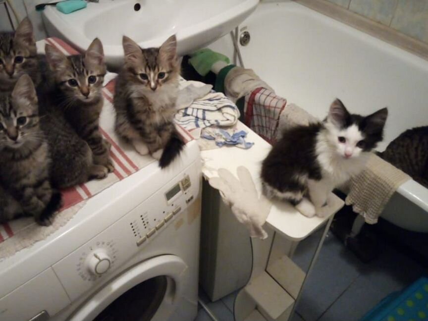 Отдам котят в добрые руки