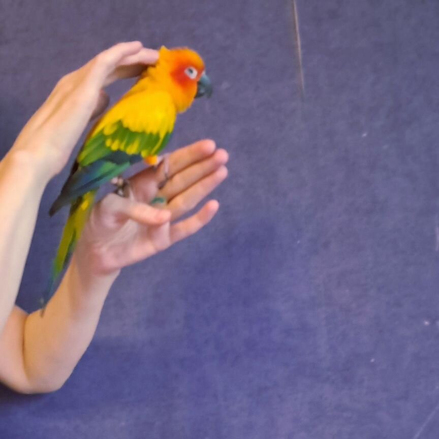 Ручной аратинга