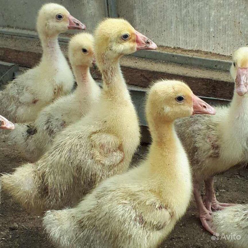 Гусята двухнедельные