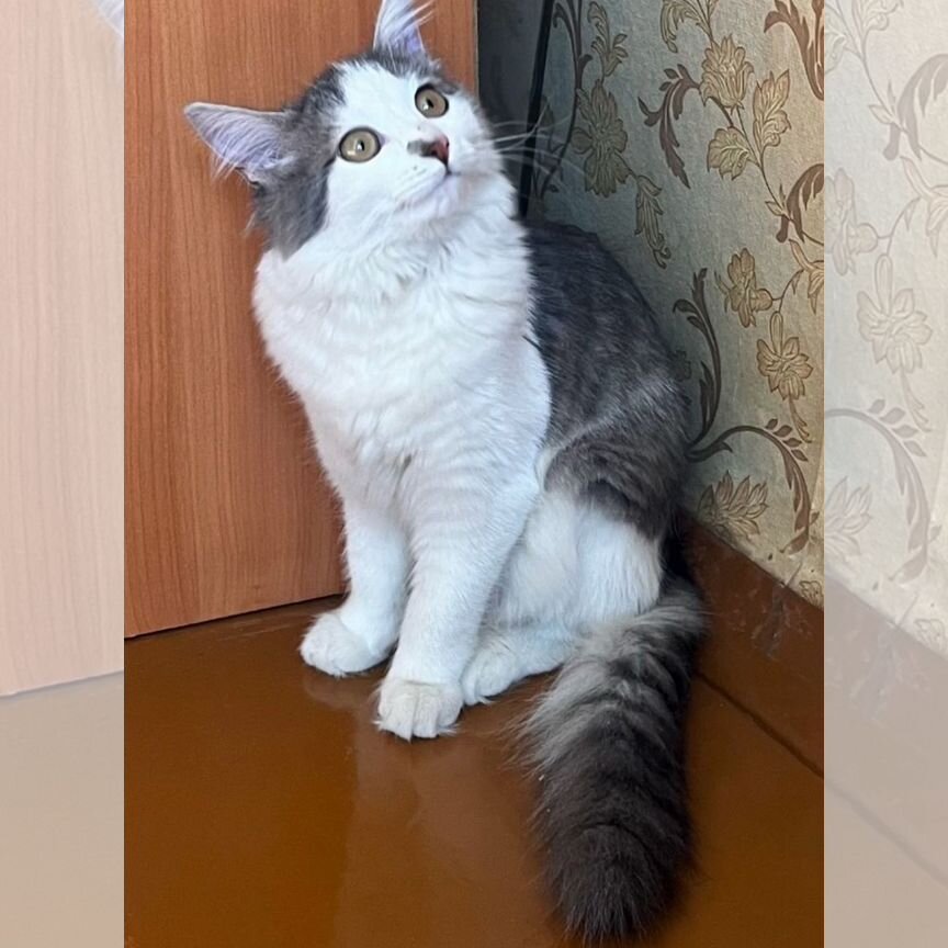 Котёнок в добрые руки