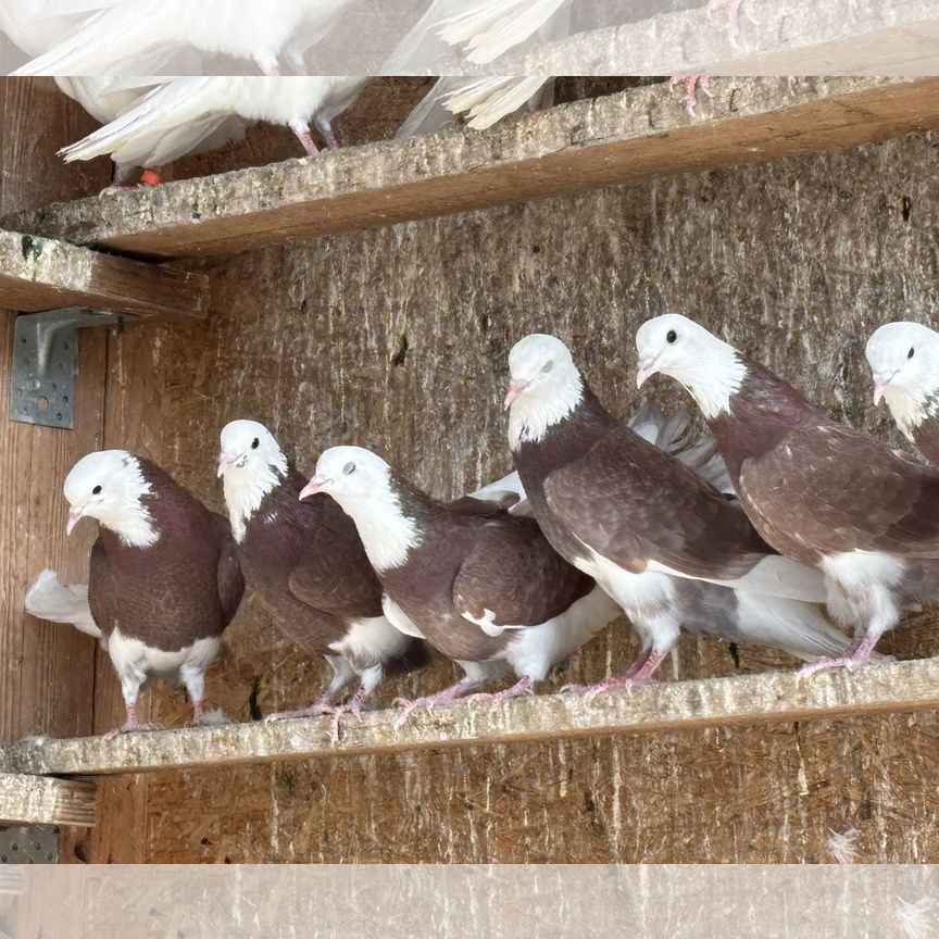 Бакинские Акбаши на продажу