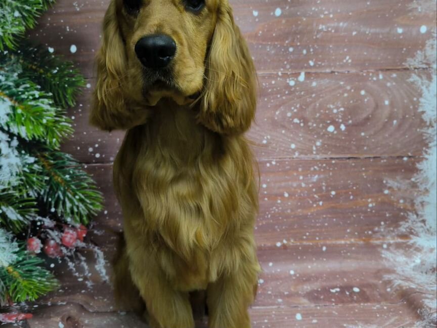 Кокер спаниель английский