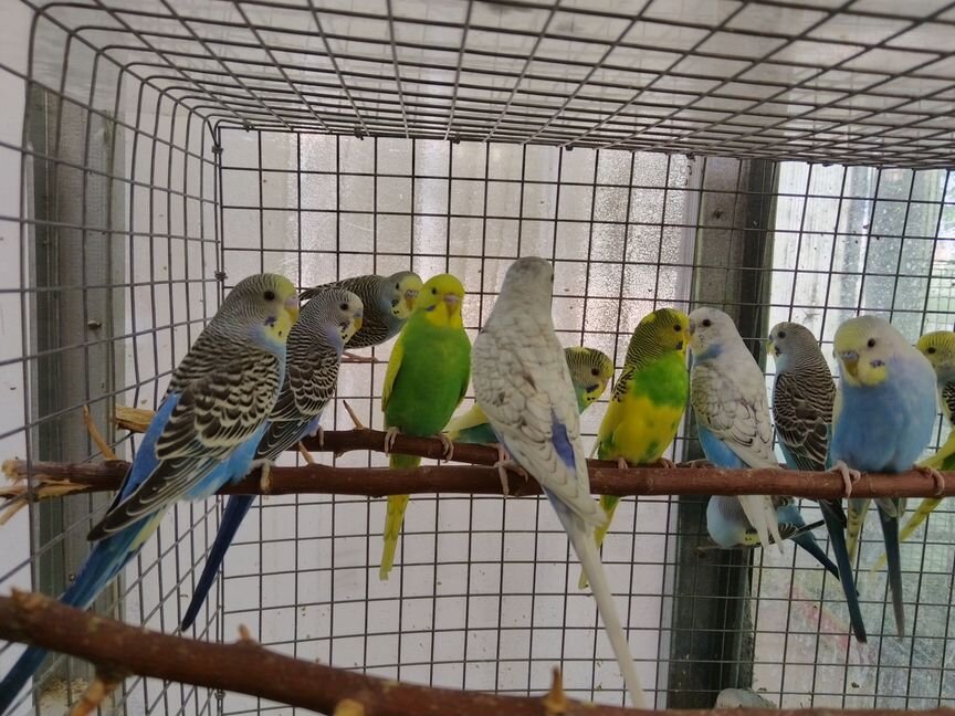 Попугай Волнистые,клетка