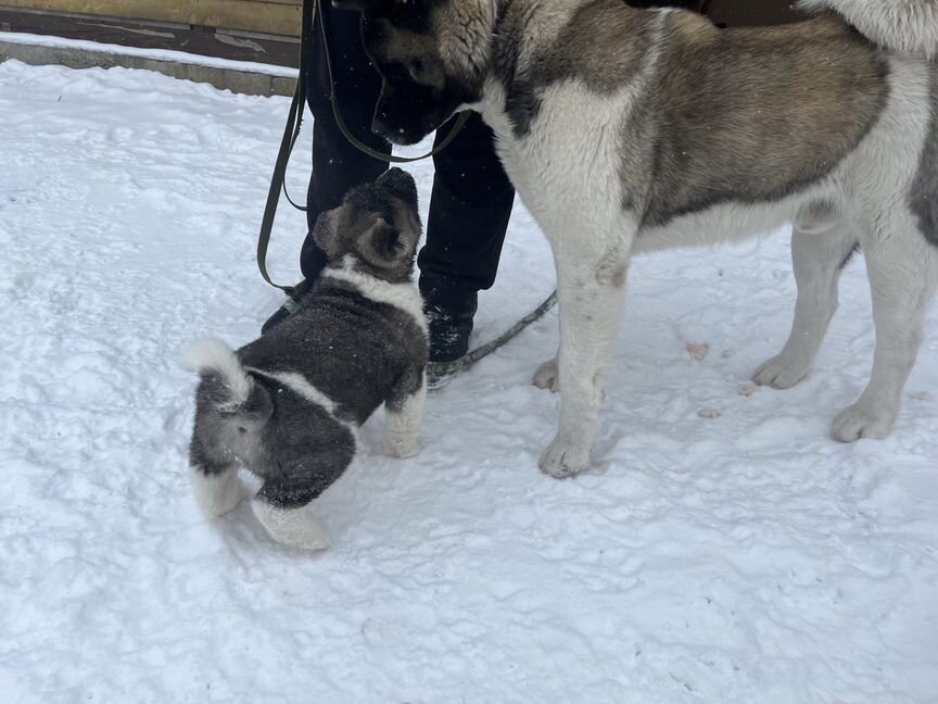 Американская акита ину