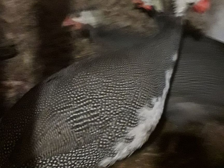 Цесарь на обмен