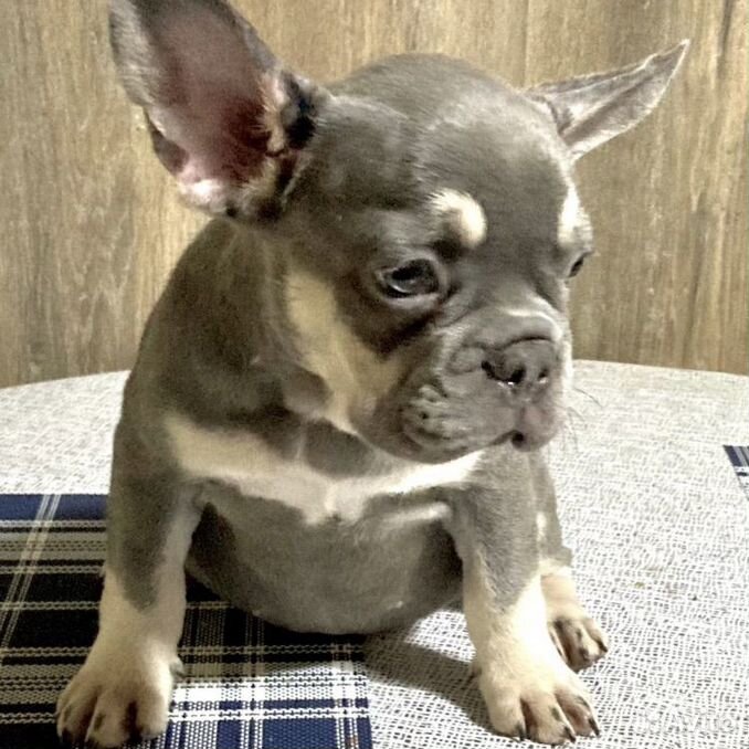 Лиловая француженка с флаффи