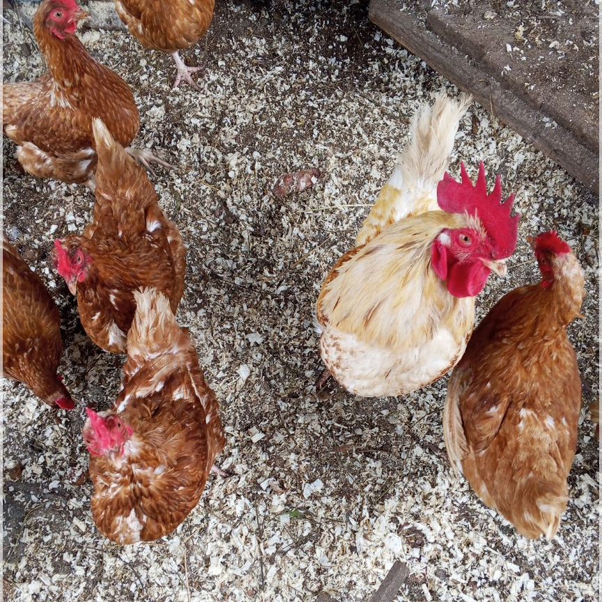 Куры несушки, петух