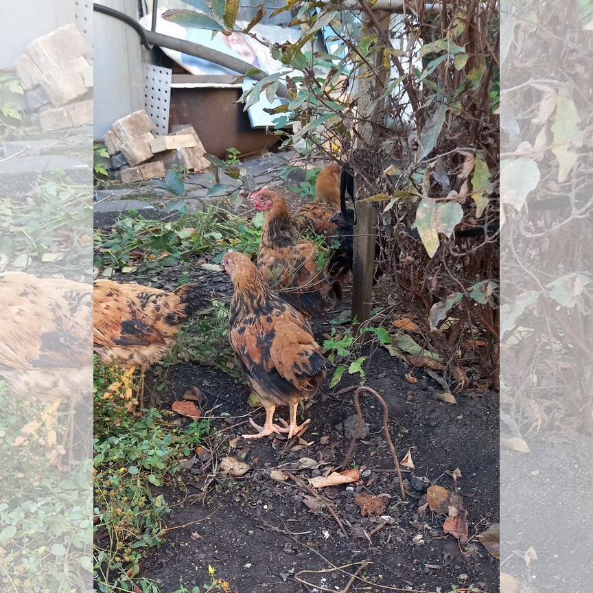 Циплята 3 месяца