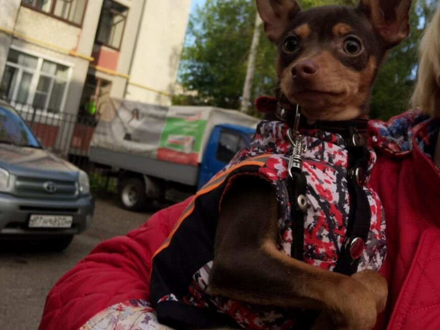 Русский той