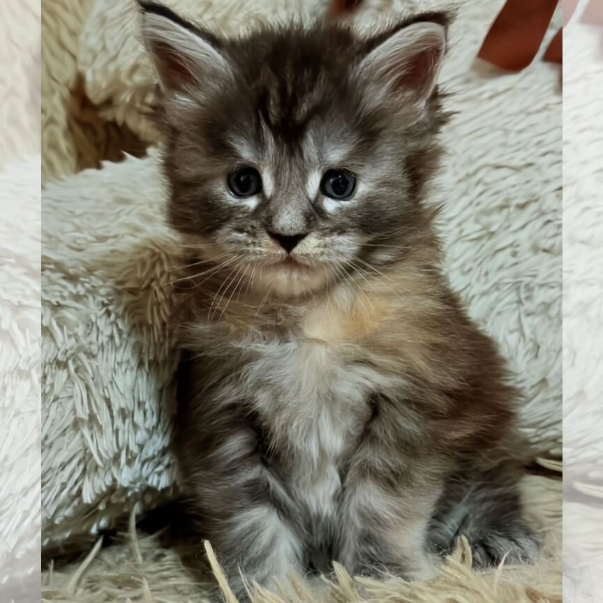 Мейн-кун котёнок