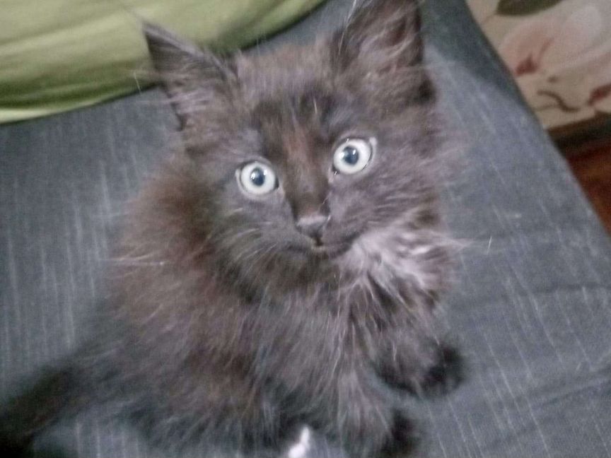 Красивый умный котенок в хорошие руки
