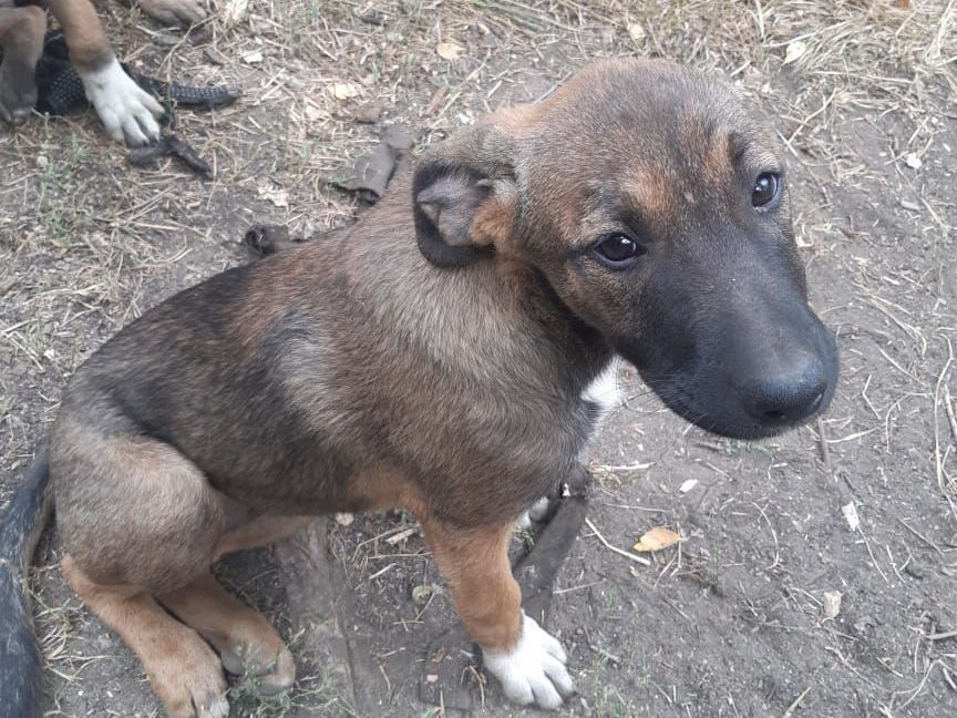 Собакам нужна помощь
