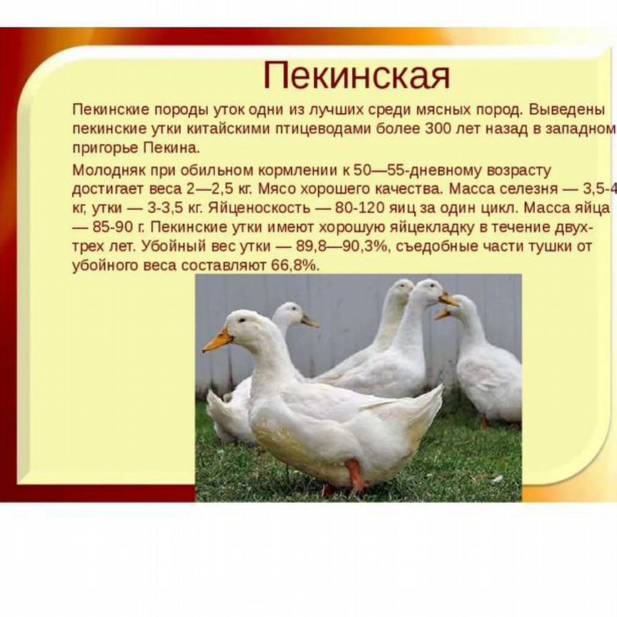 Яцо инкубационное уток
