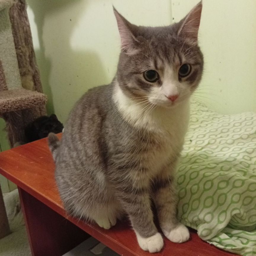 Взрослый кот в добрые руки