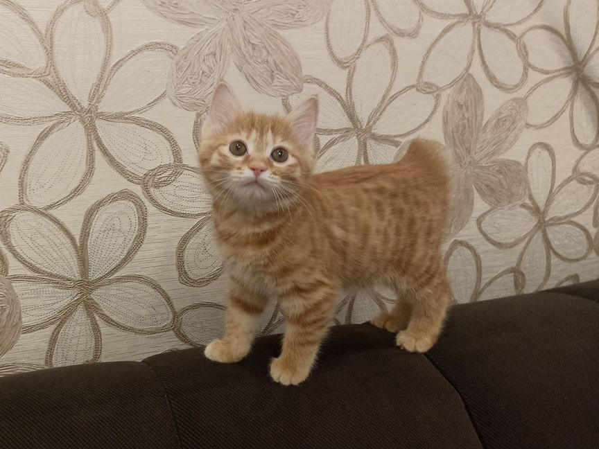 Апельсинка в поиске мам/пап