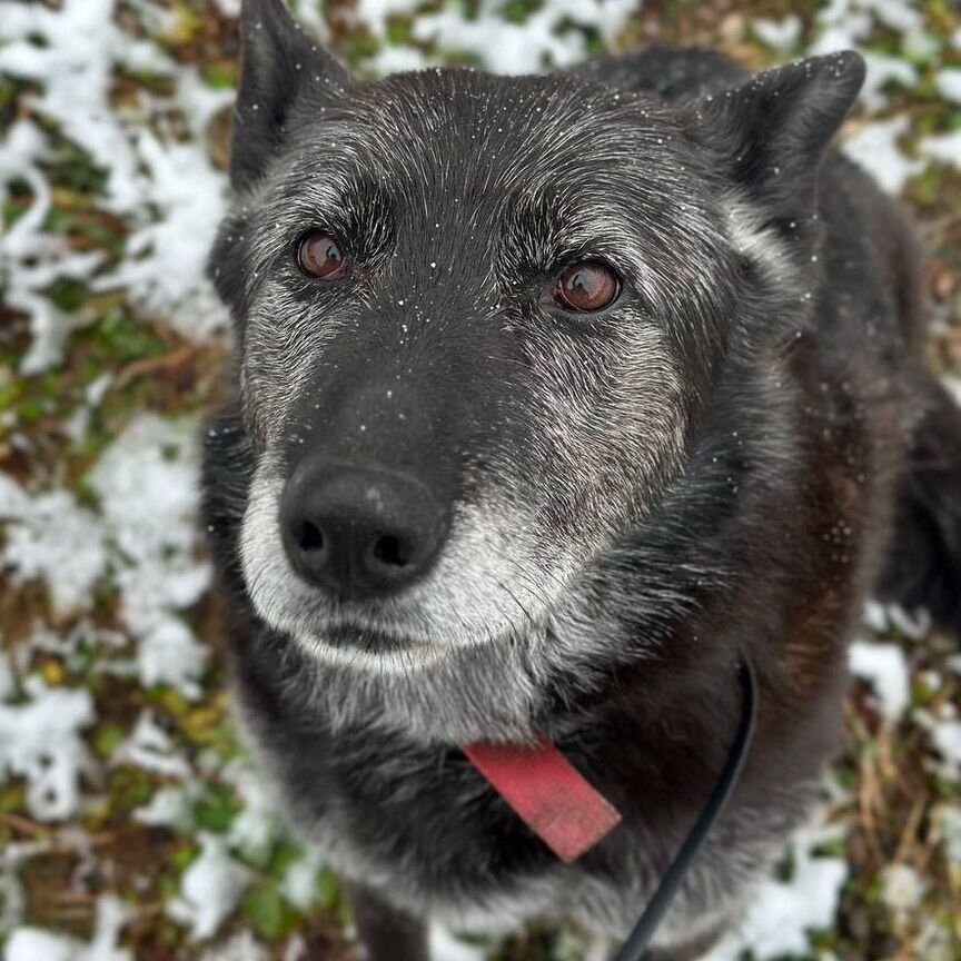Взрослая собака в добрые руки