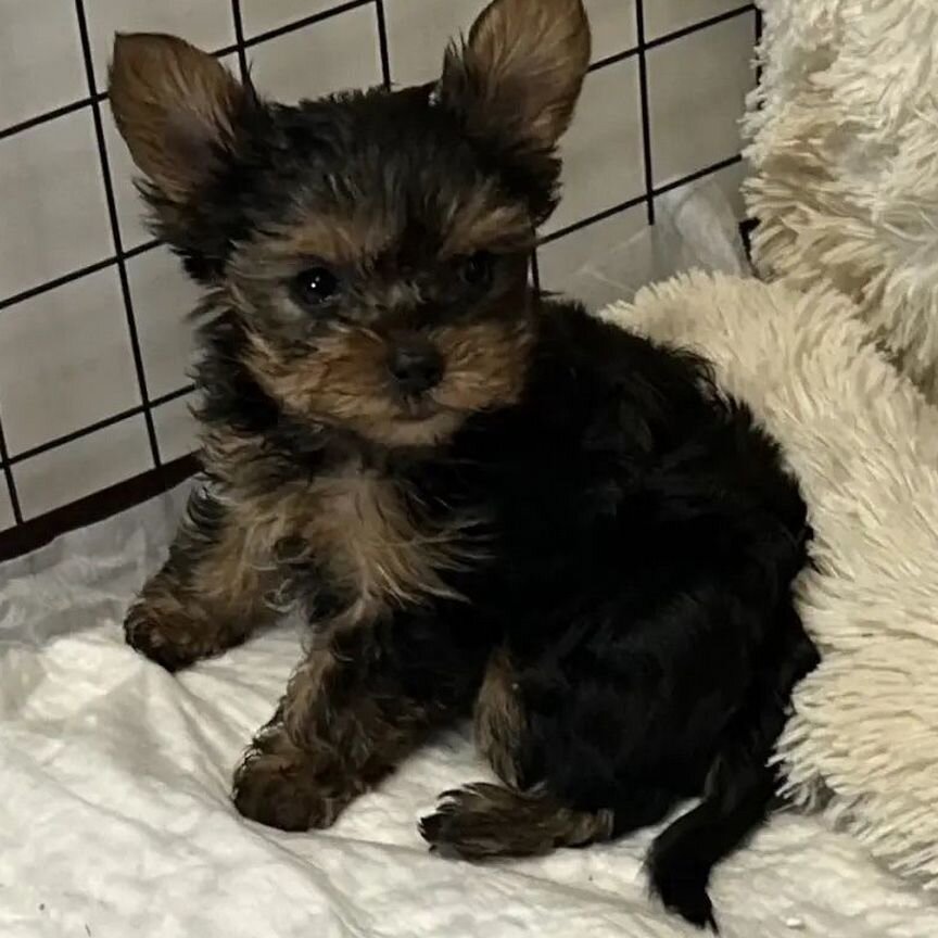 Йоркширский терьер, щенок