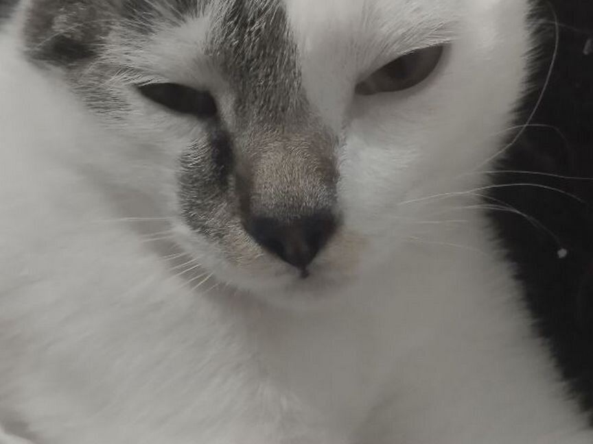 Коты в добрые руки