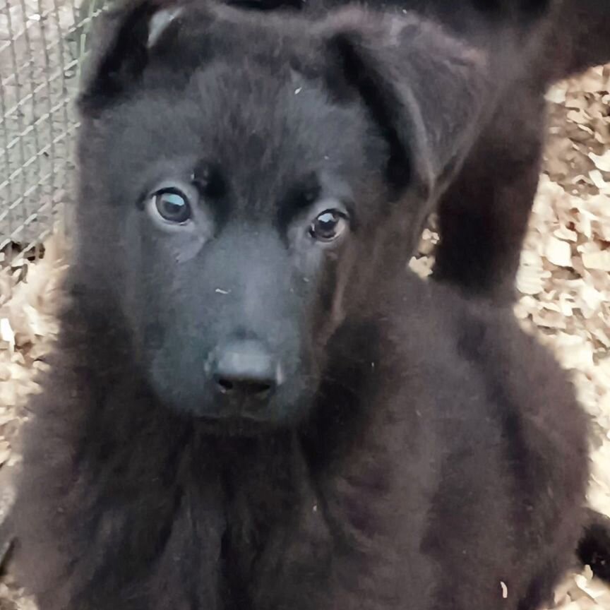 Щенки немцев