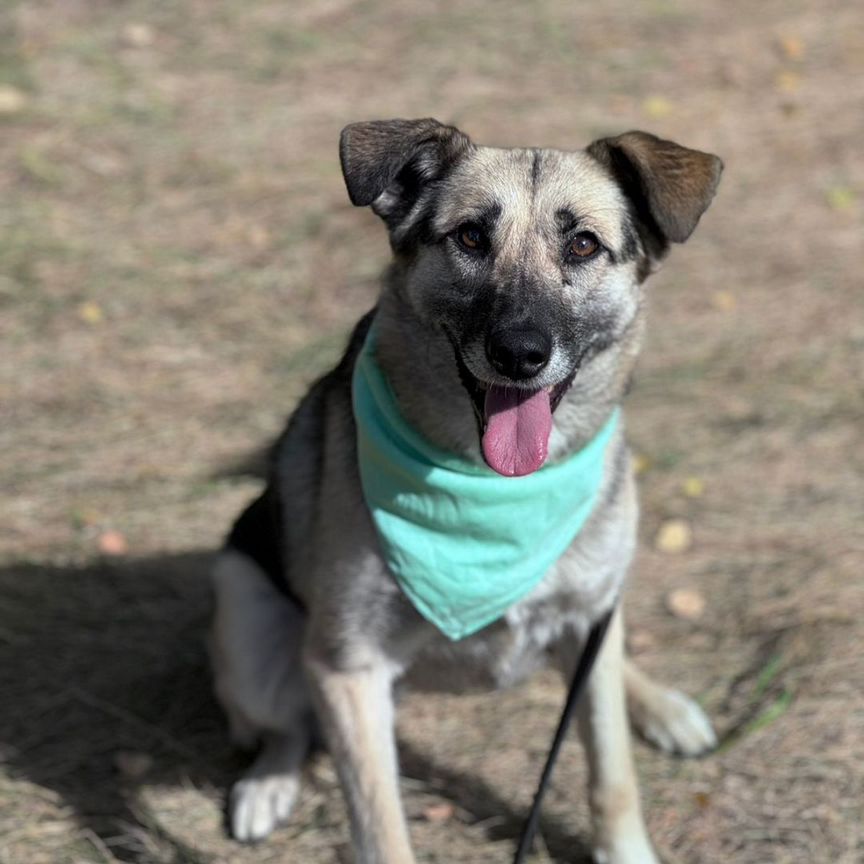 Собачка для семьи и детей