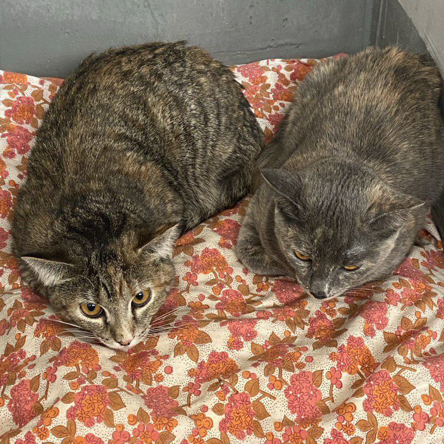 Взрослая, кошка в добрые руки