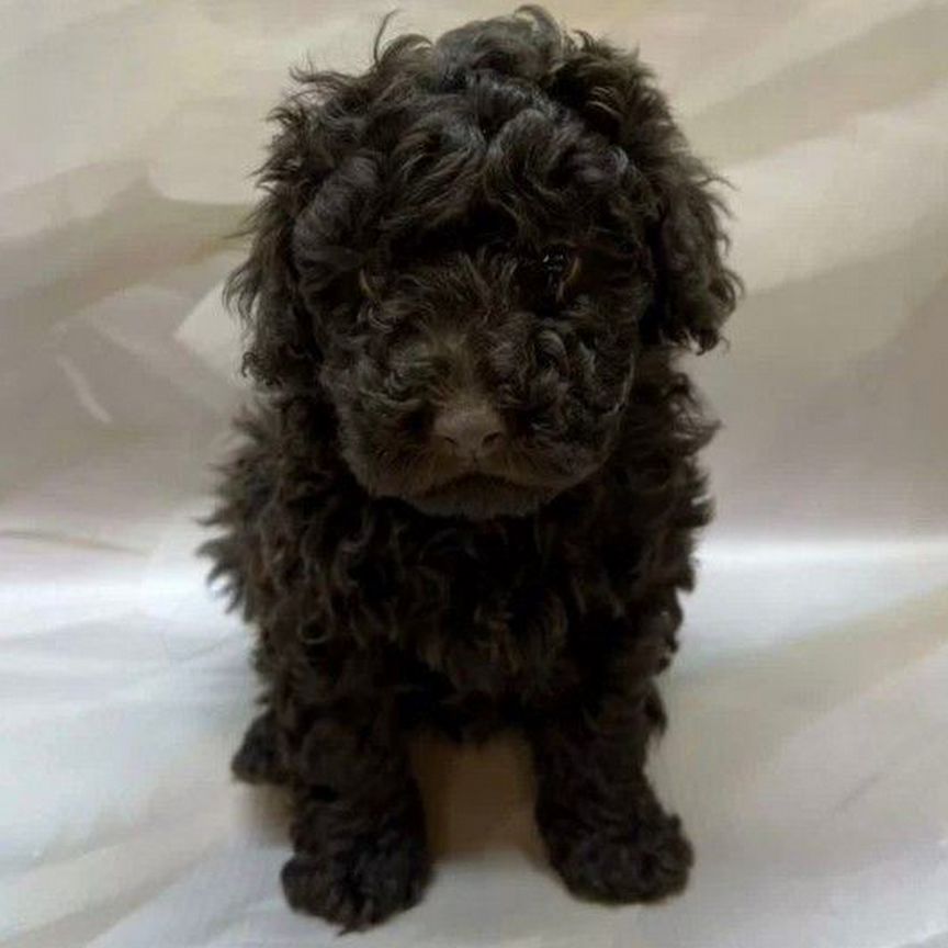 Той-пудель, щенок