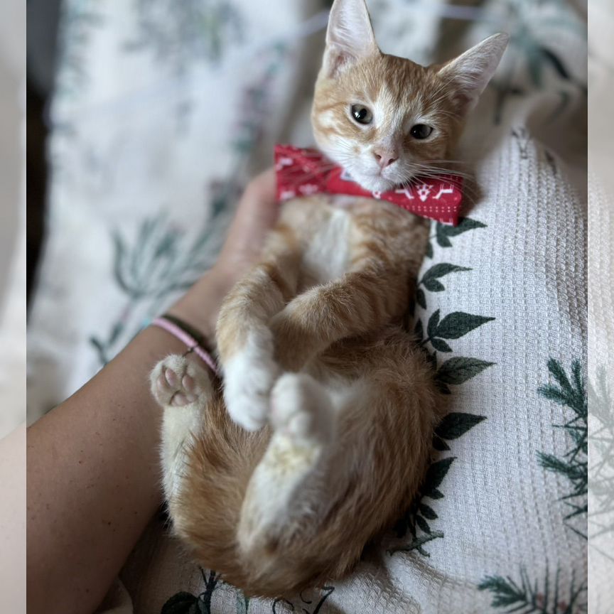 Котята рыжики в добрые руки