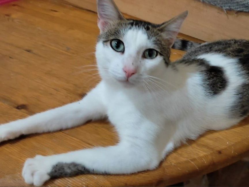 Кот Сеня