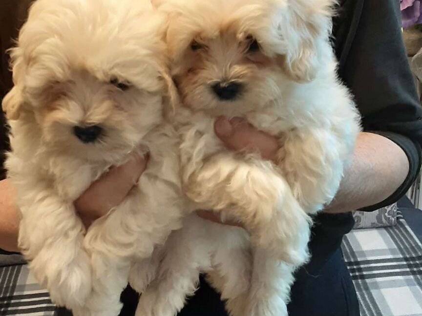 Мальтипу ф 1