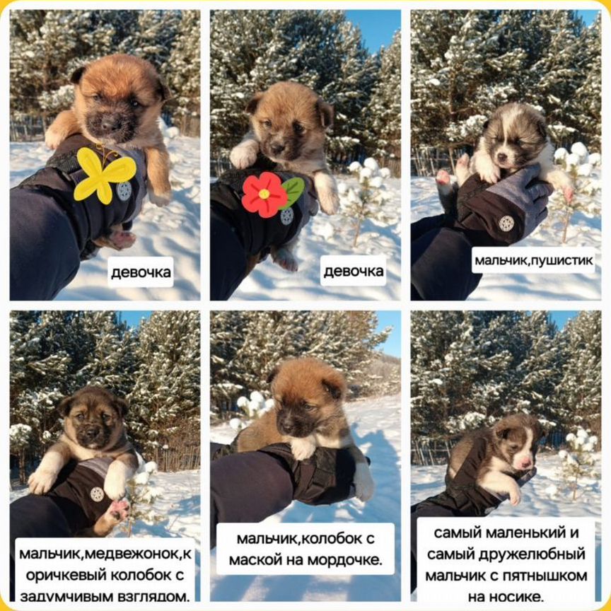Щенята замерзают