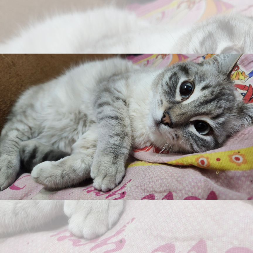 Котёнок подросток невская маскарадная