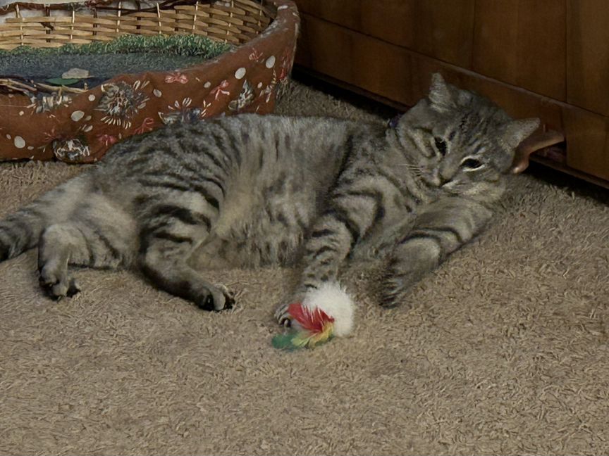 Кот