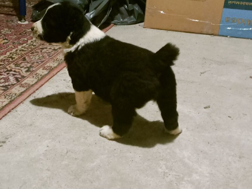 Среднеазиатская овчарка алабай щенки