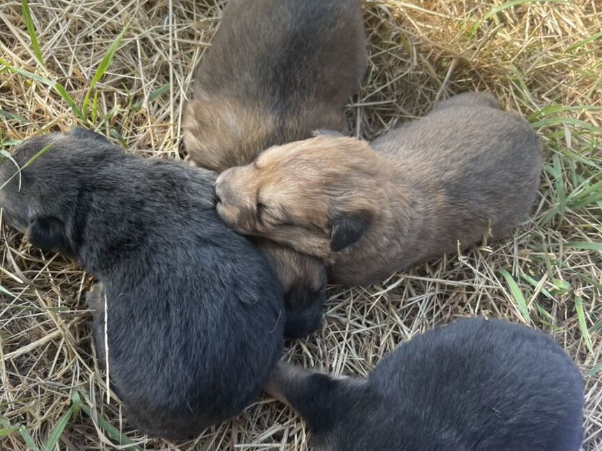 Щенки в добрые руки