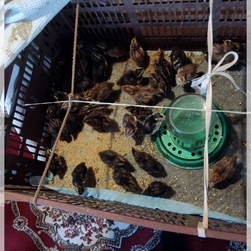 Перепелята