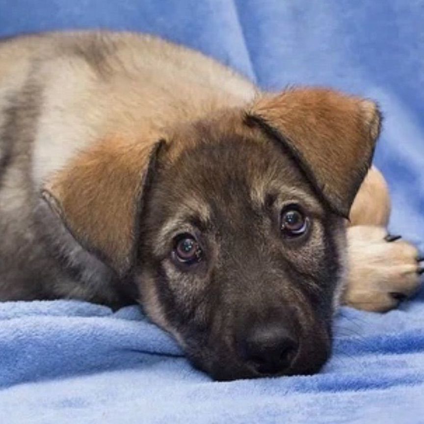 Сибирский хаски, щенок