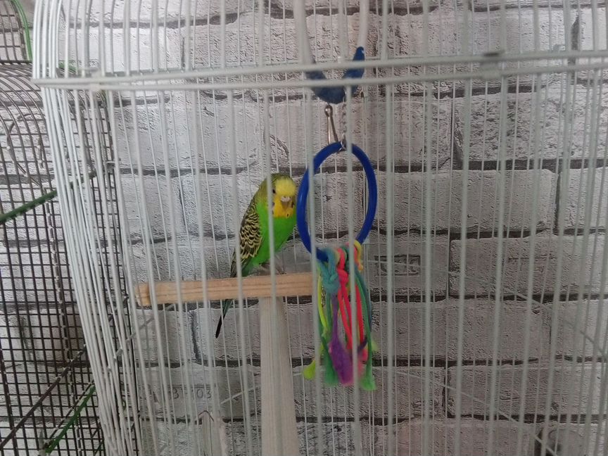 Волнистый попугай и карелло