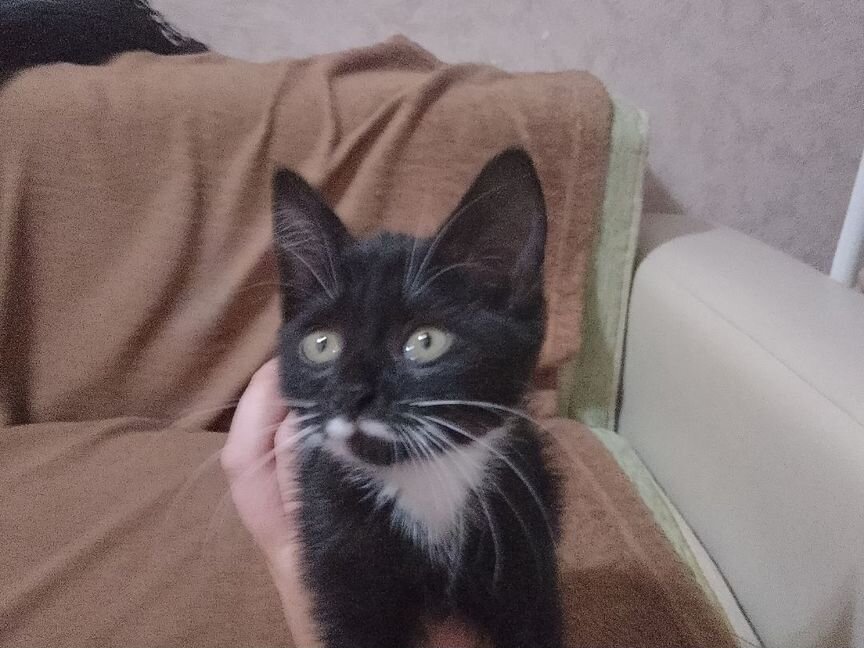 Кошка