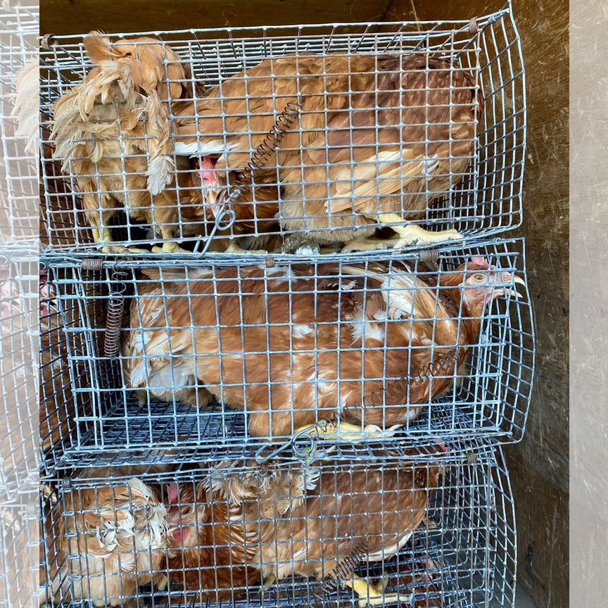 Курицы несушки молодки