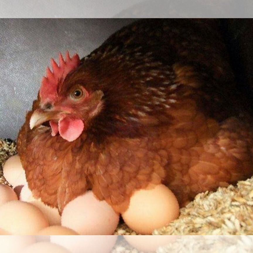 Несушка доставка молодка